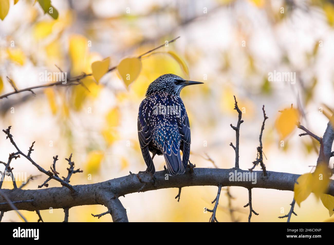 Beautiful bird the Common starling sitting on tree branch on autumn ...