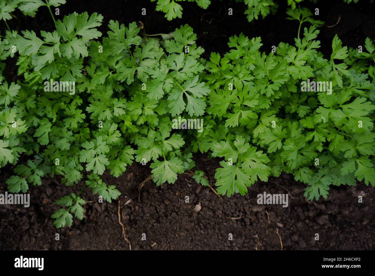 Delicate leaves of parsley close-up. Healthy and vitamin green edible ...