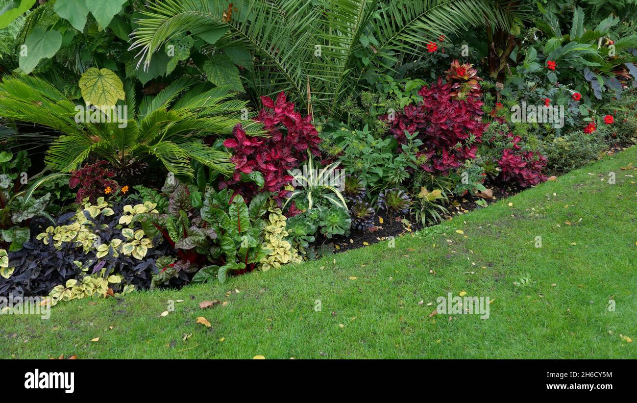 Tropical flowerbed in winter with palms and assorted red and green ...
