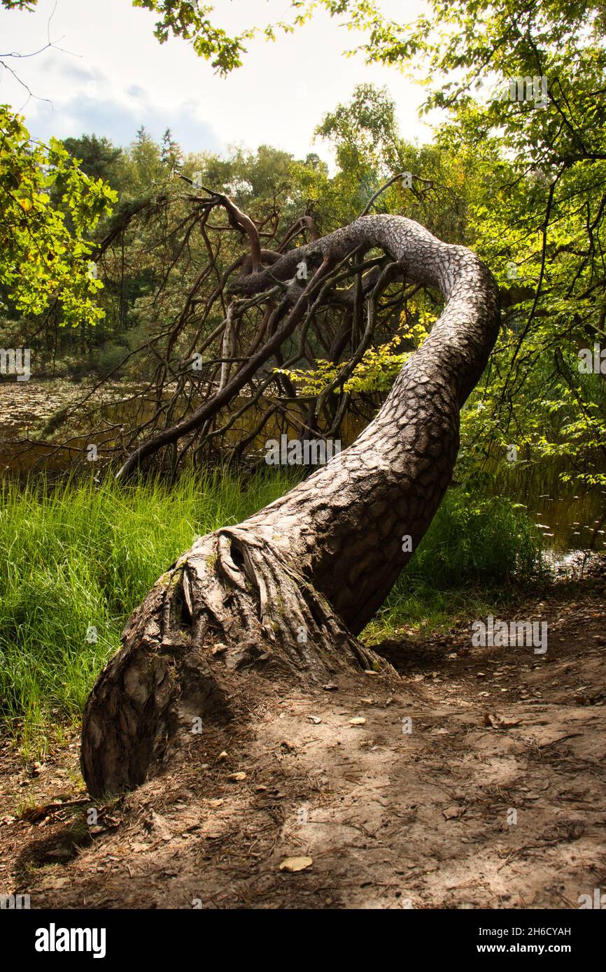 Sideways growing tree hi-res stock photography and images - Alamy