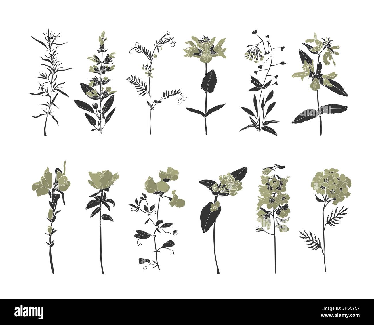 Vector set of wildflowers isolated on white background Stock Vector ...