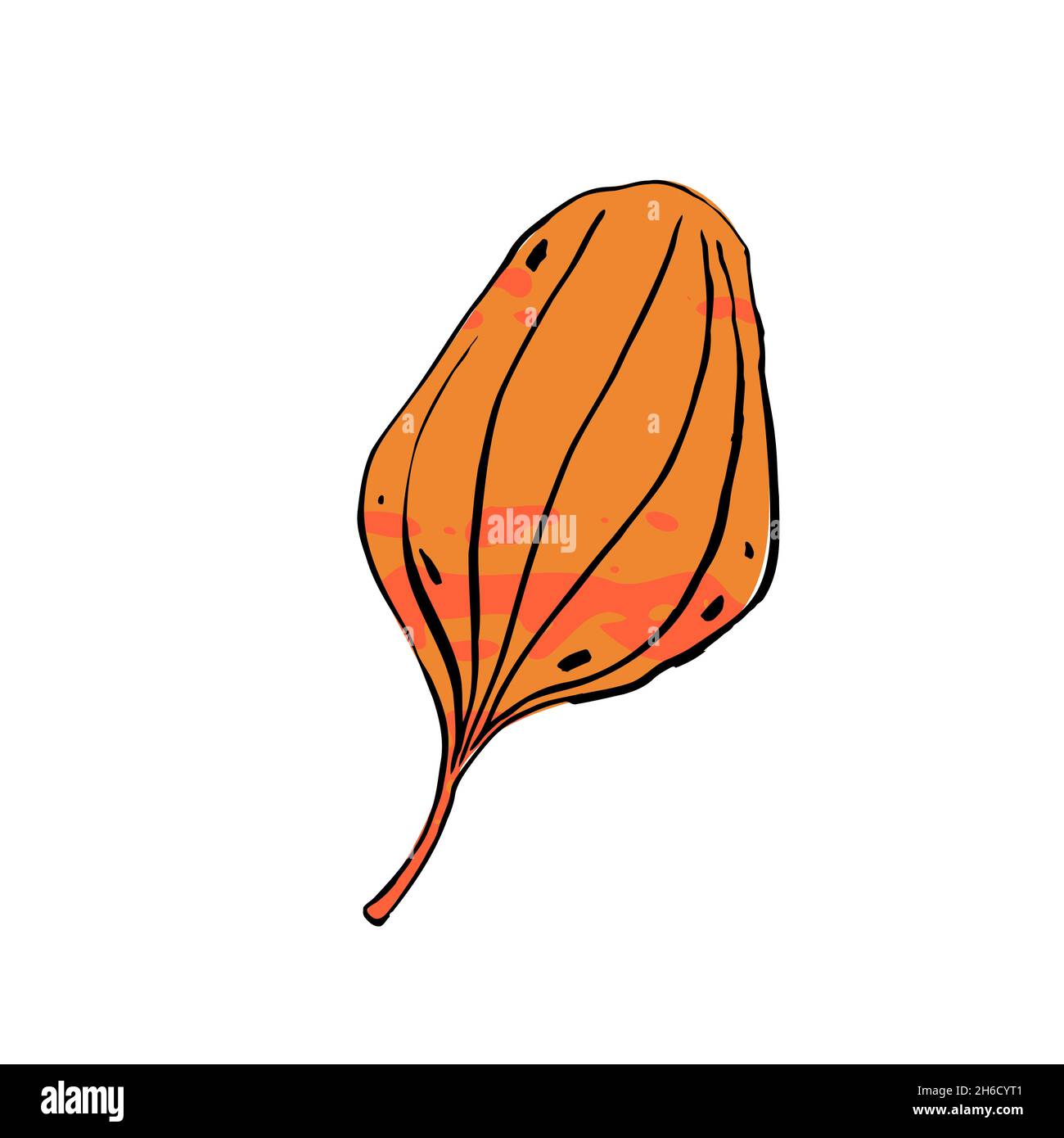 Autumn sketch color plantain leaf. Hand-drawn textured orange herb on ...