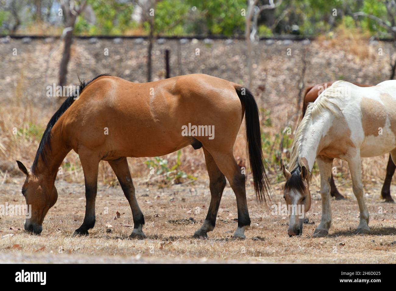 Wild brumby horse (Equus ferus) herd roaming in the landscapes of the ...