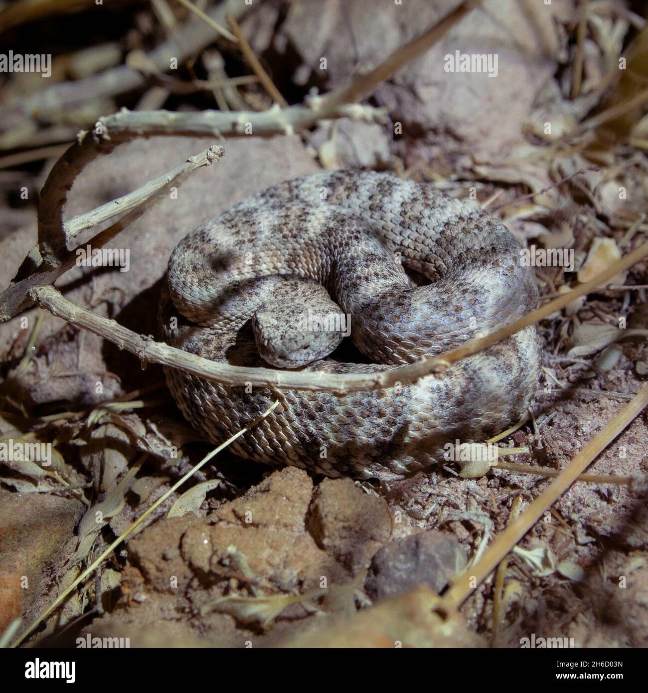 Snake landscapes hi-res stock photography and images - Alamy