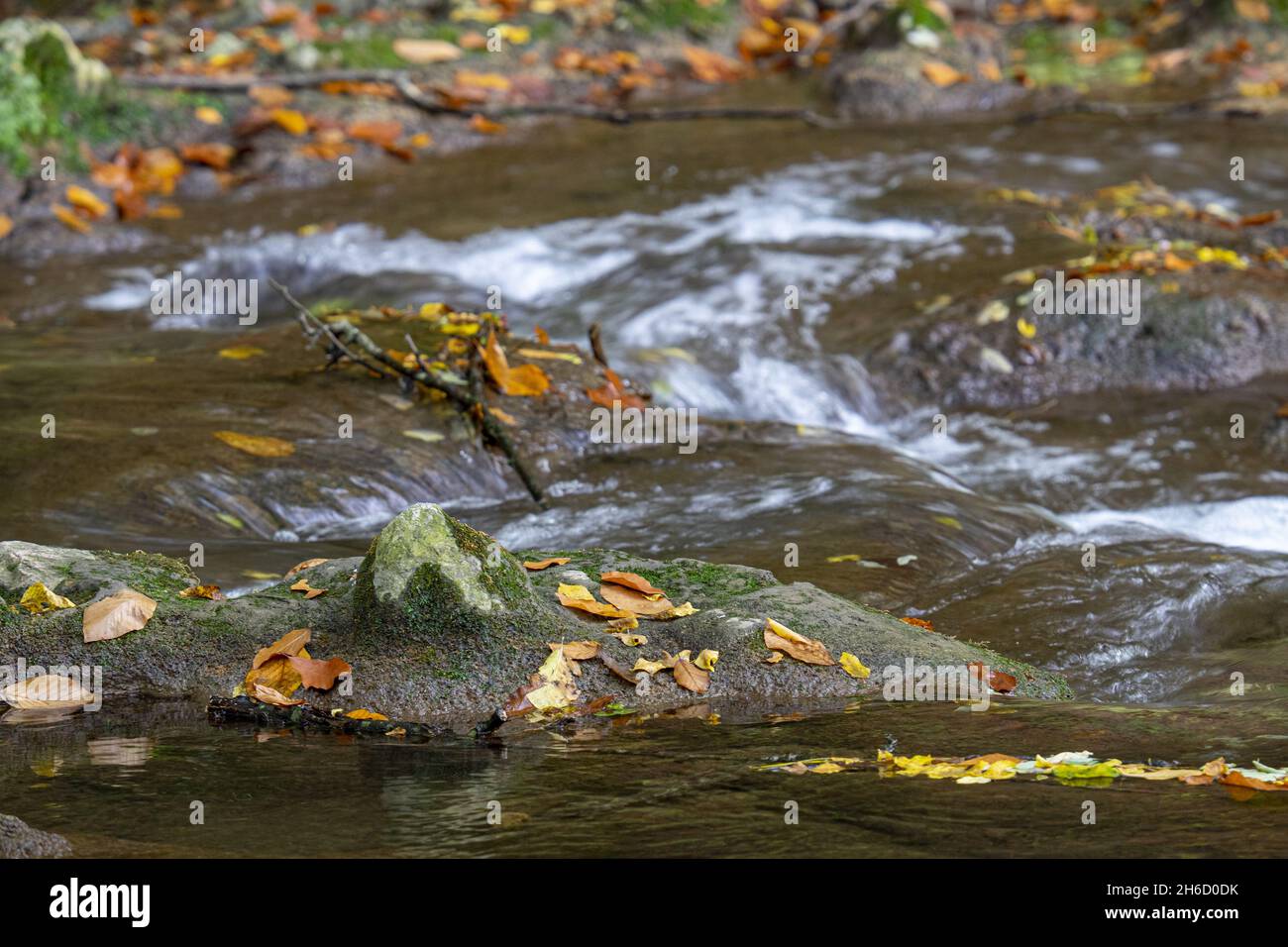 Autumn leaves moving with the stream Stock Photo - Alamy