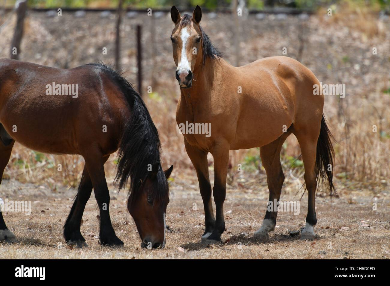 Wild brumby horse (Equus ferus) herd roaming in the landscapes of the ...