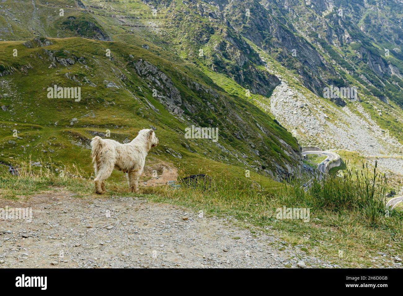 Romanian shepherd hi-res stock photography and images - Alamy