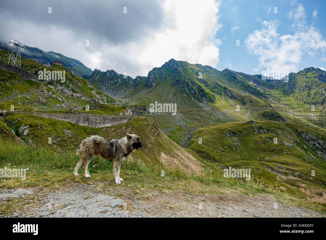 Romanian dog hi-res stock photography and images - Alamy