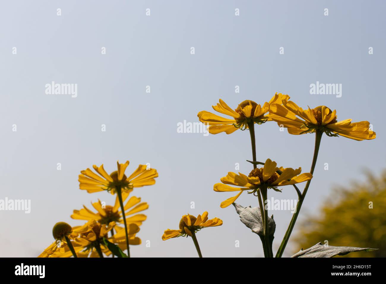 Helenium autumnale blossom yellow autumn flower close-up, unusual ...