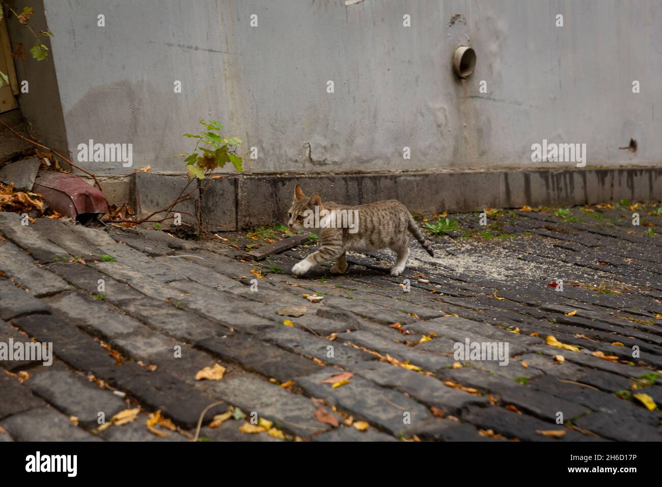 A multicolored gray brindle cat walks on the cobblestones. Portrait of ...