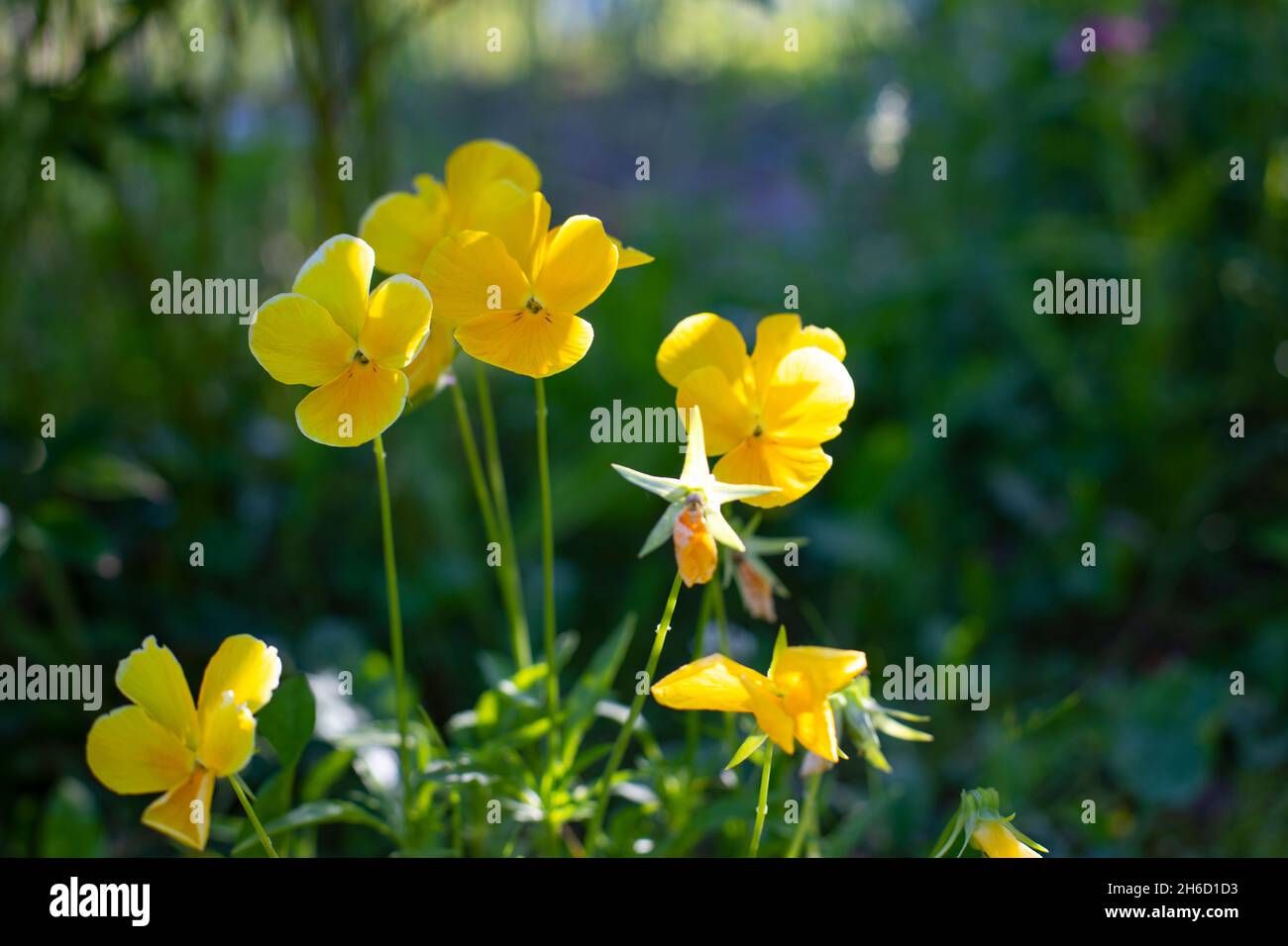 Violet tricolor with yellow flowers. Violet Pansies in nature. Small ...
