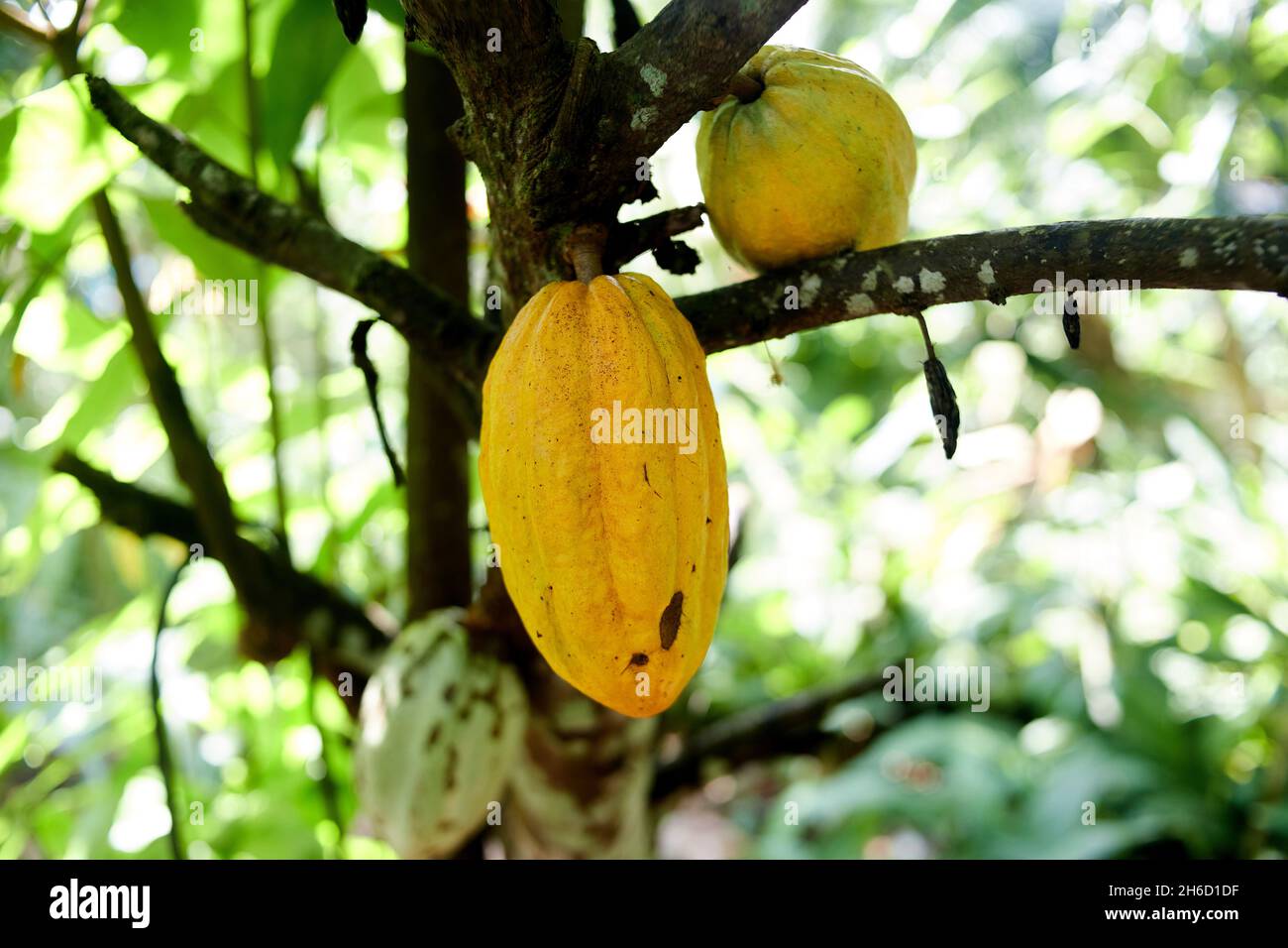 Cocoa harvesting hi-res stock photography and images - Alamy