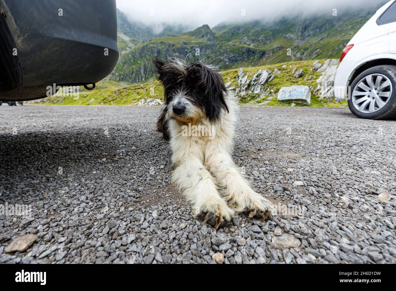 Romanian shepherd hi-res stock photography and images - Alamy