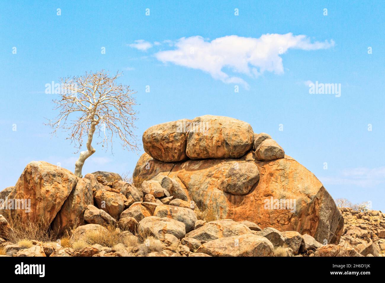 Tree Growing Out Skin