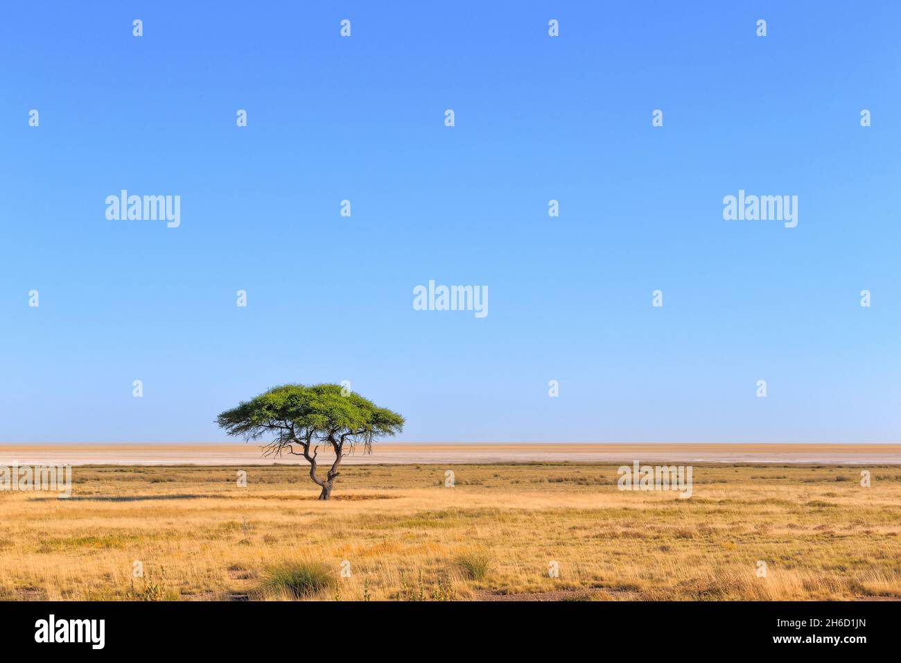Landscape of the vast desert. Etosha National Park, Namibia Stock Photo ...
