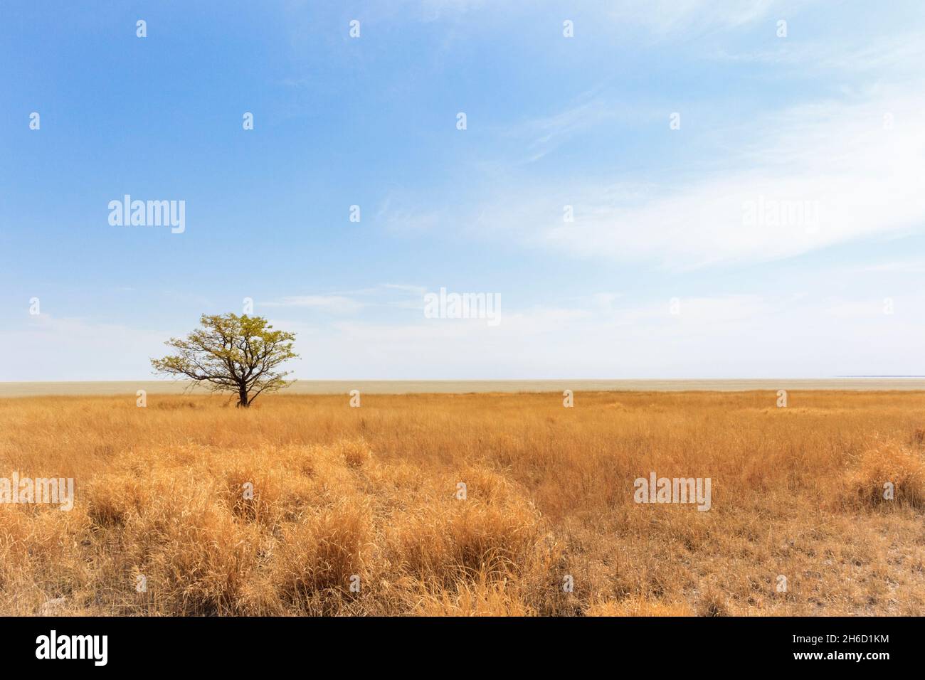 Landscape of the vast desert. Etosha National Park, Namibia Stock Photo ...