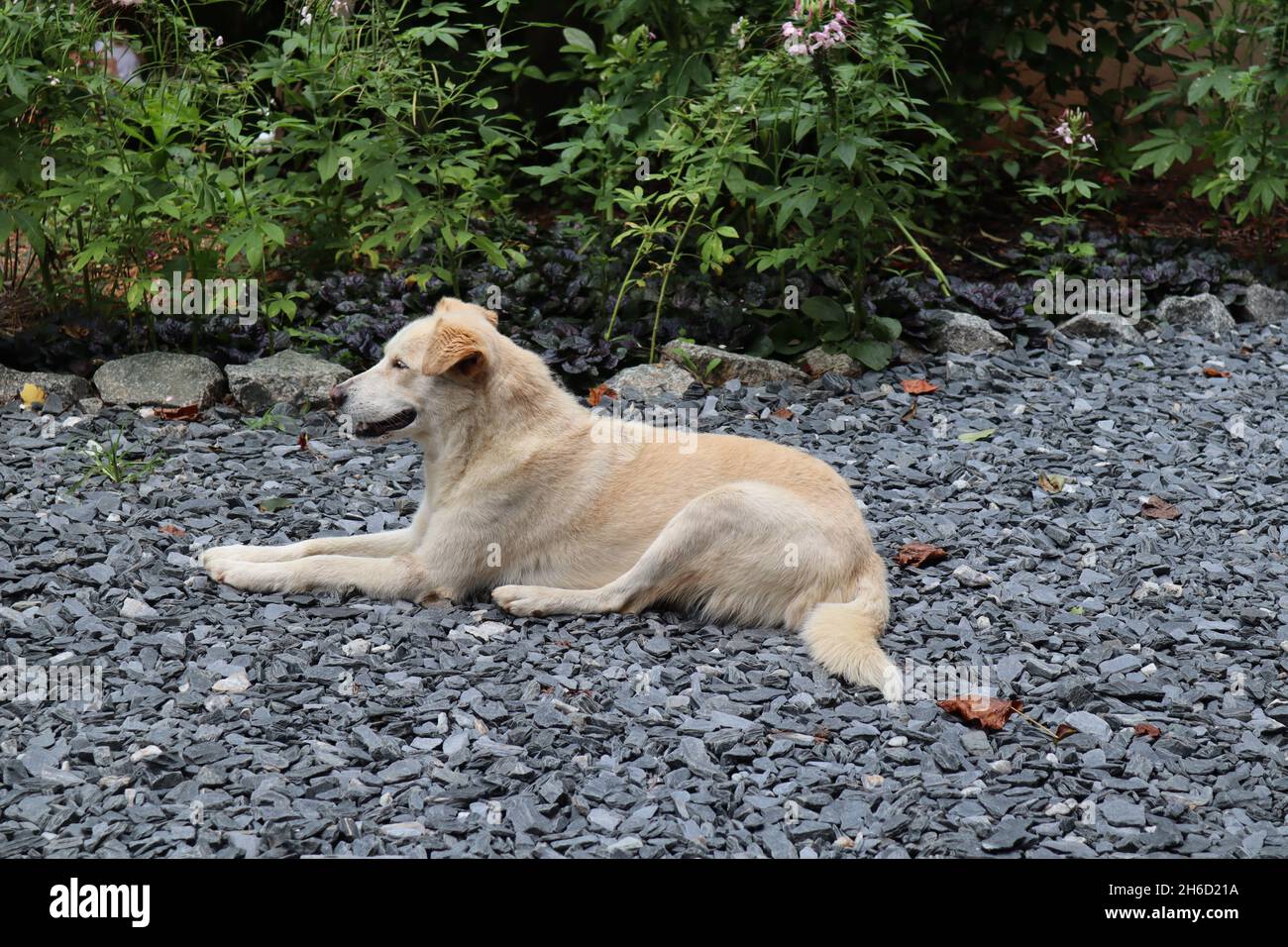 Light-brown female dog laying on a gray rocky driveway with a forest ...