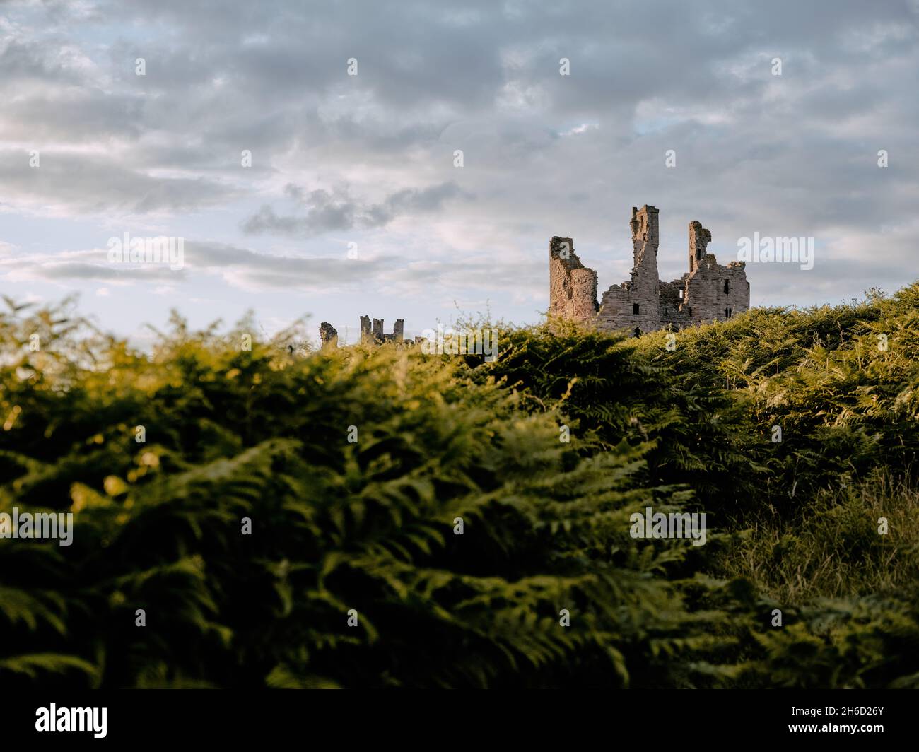 The 14th century ruins of Dunstanburgh Castle amongst the summer ...
