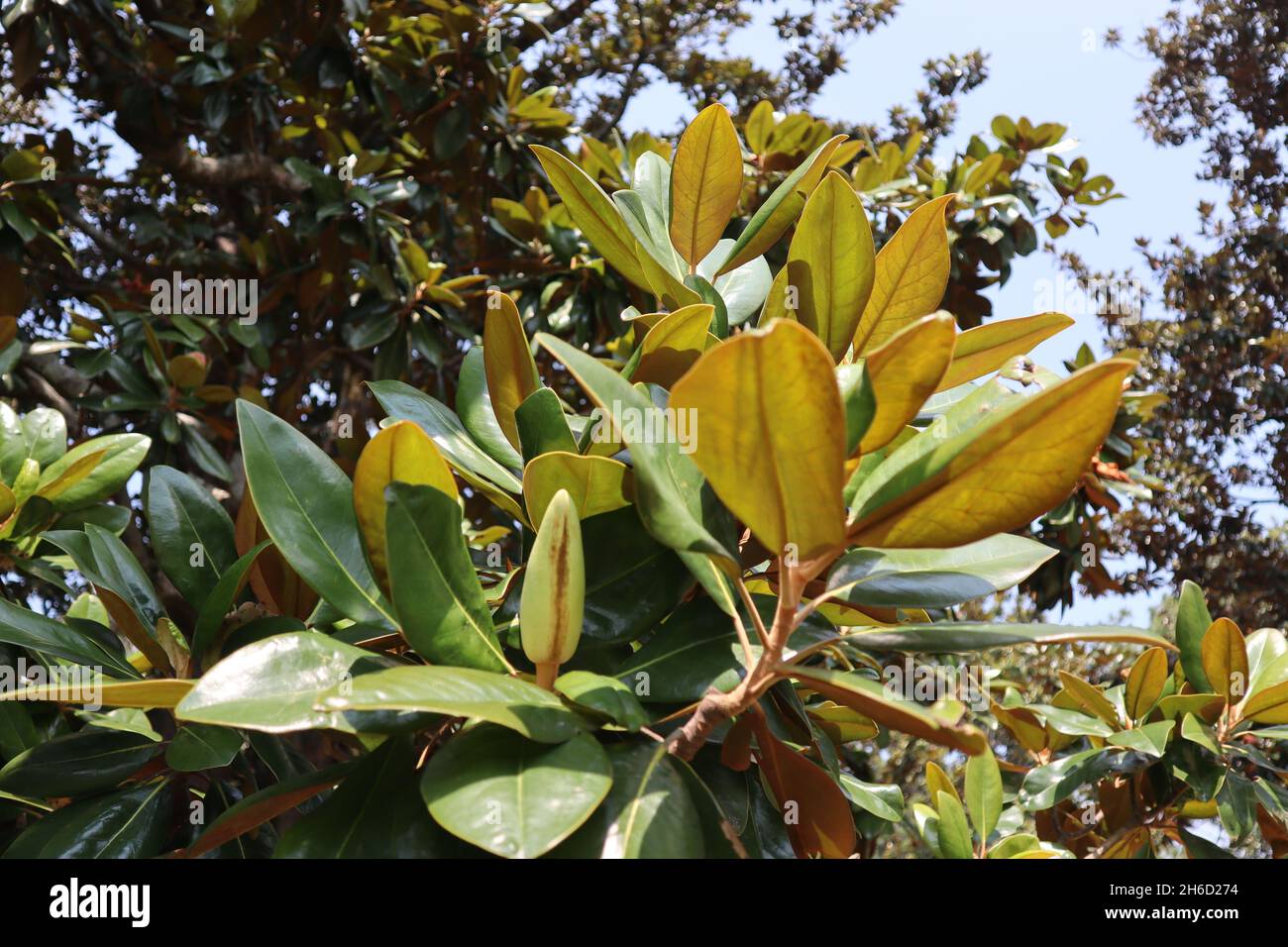 White magnolia flowers with waxy leaves on a tree under sunlight Stock ...