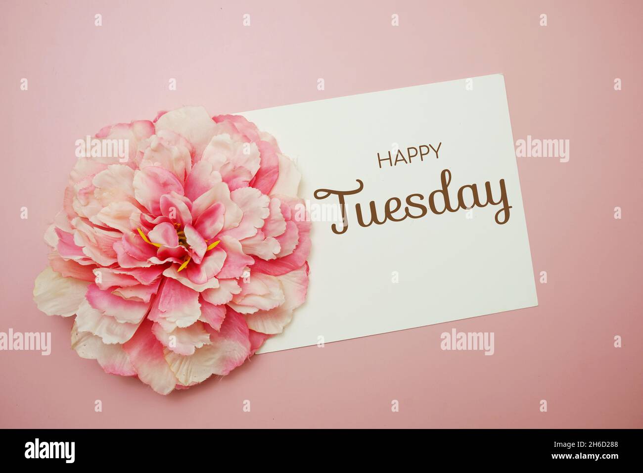 Happy Tuesday typography text with flower decor on pink background ...