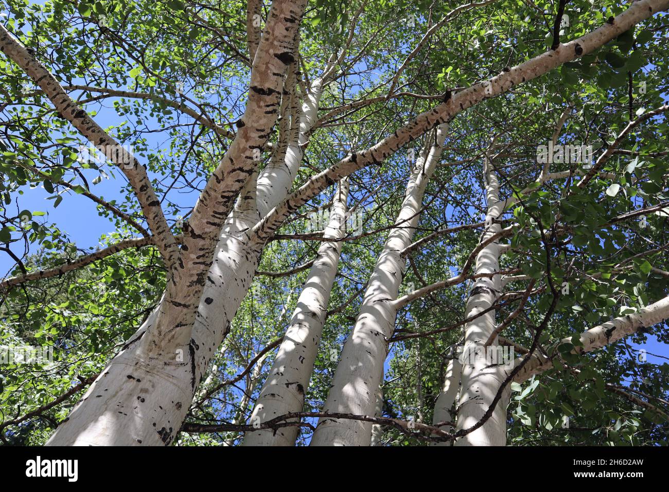Low angle shot of large aspen trees with white trunks Stock Photo - Alamy