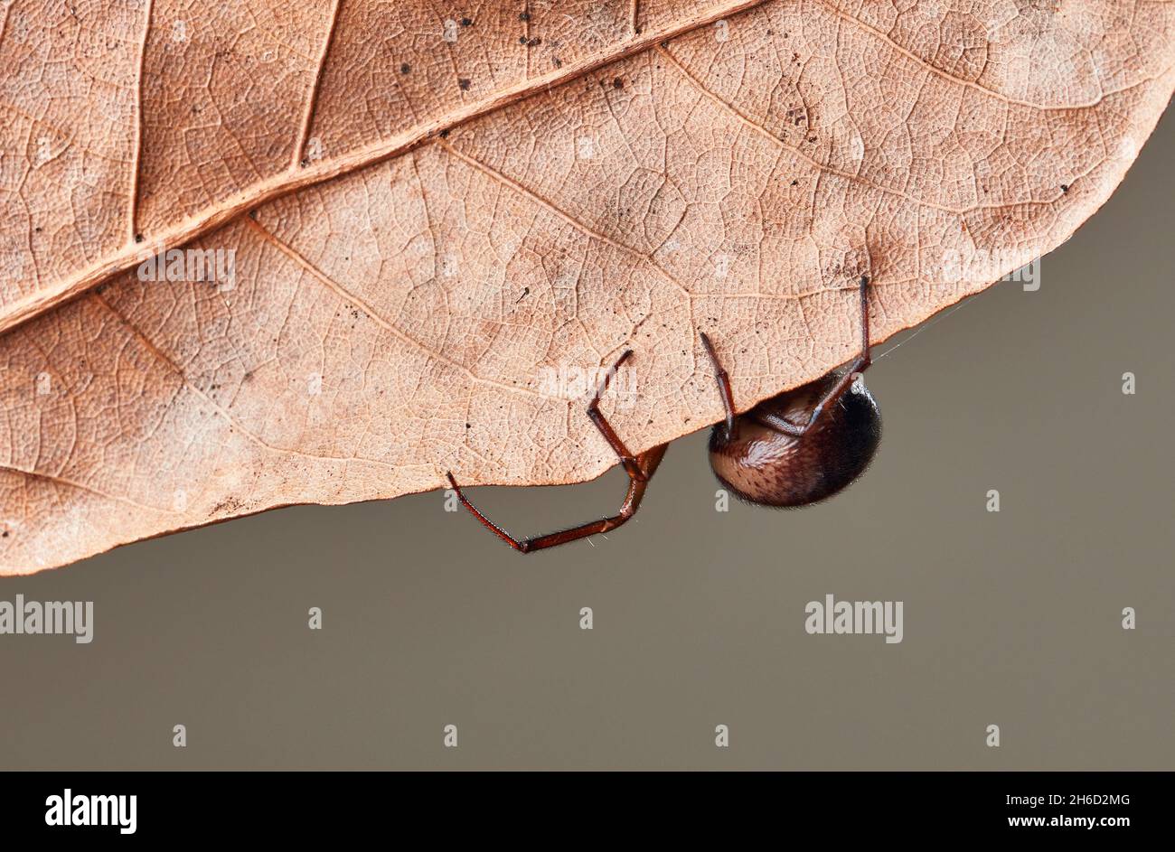 False widow spider, Steatoda nobilis, adult on foliage in garden ...
