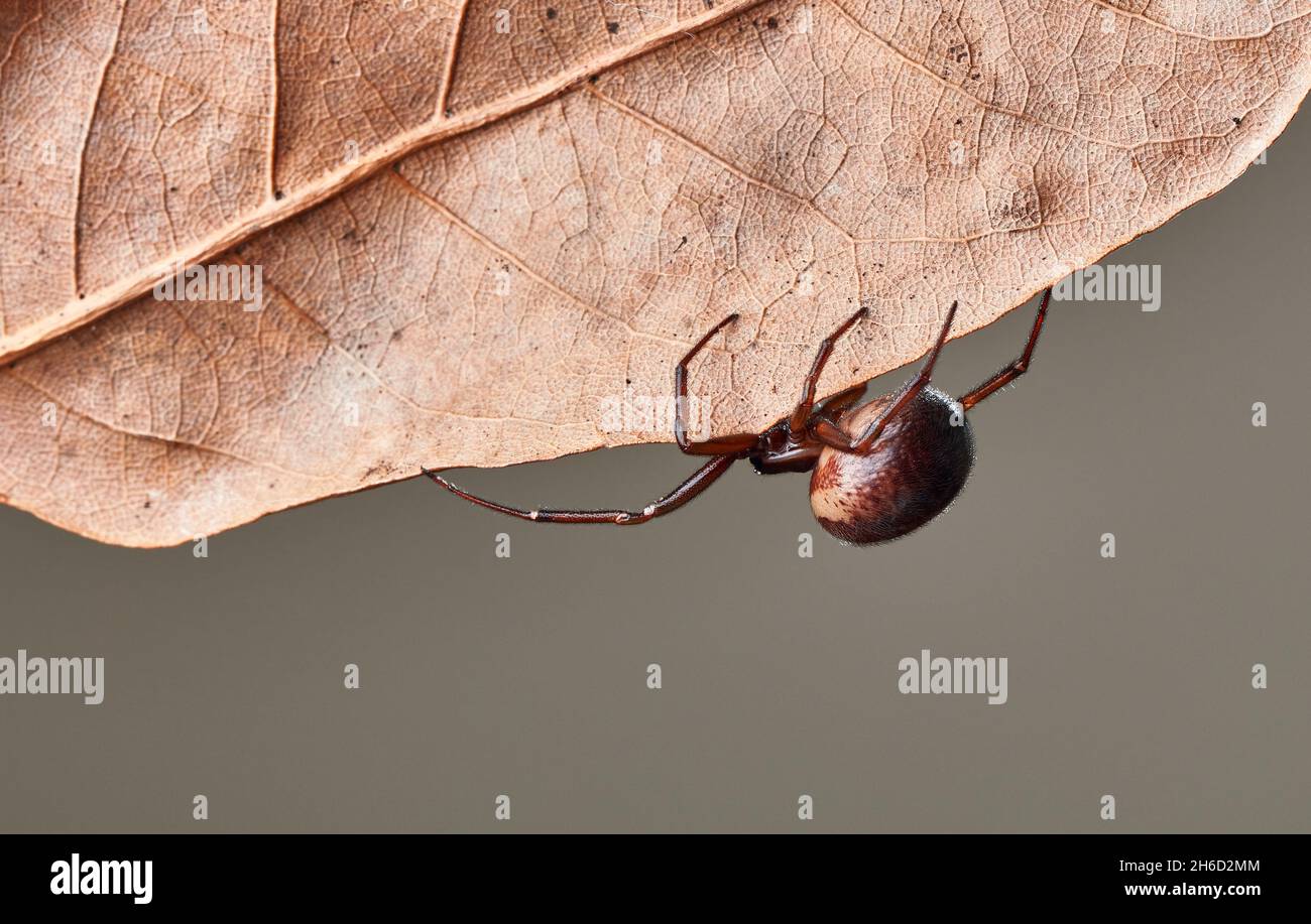 False widow spider, uk hi-res stock photography and images - Alamy