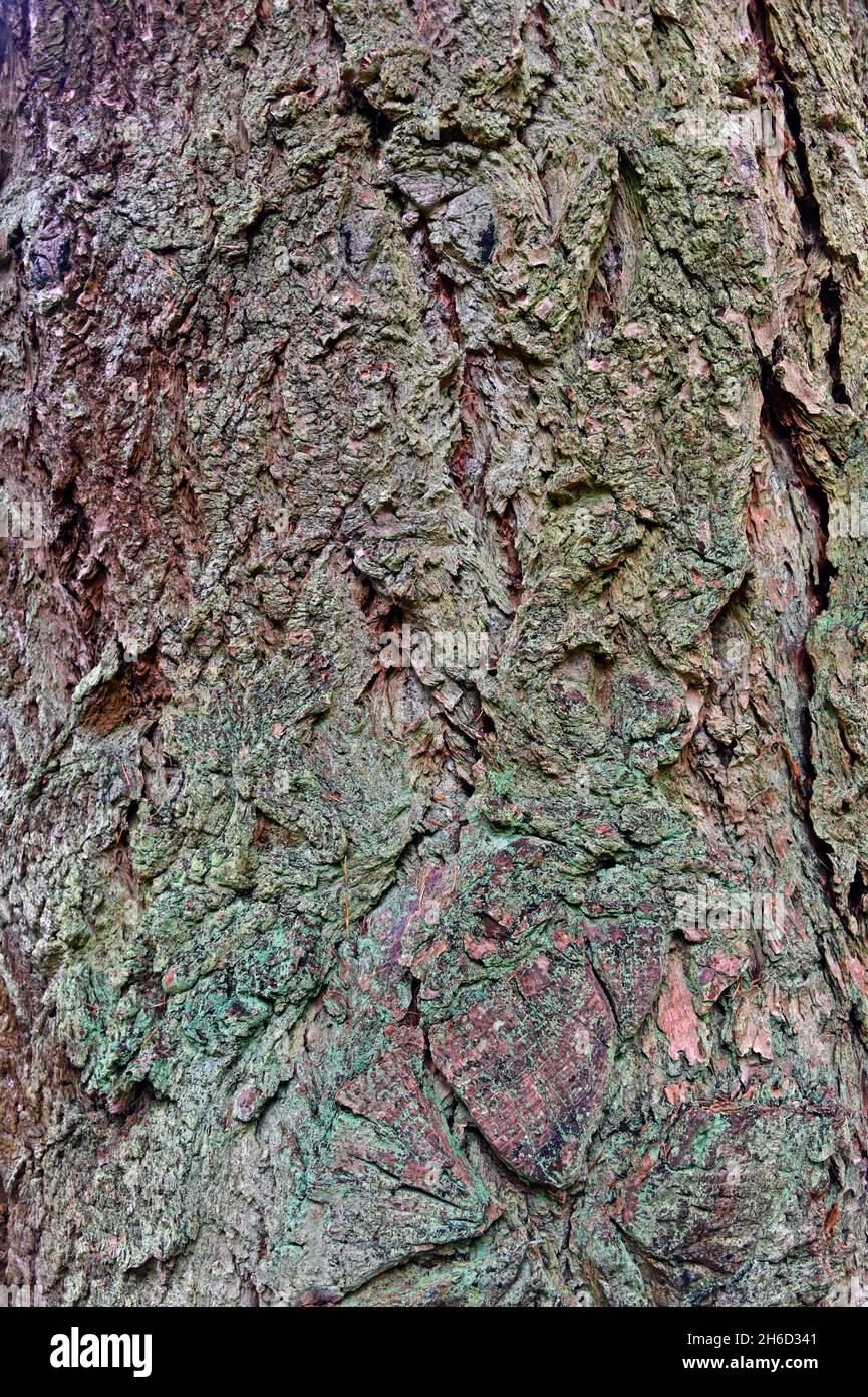 Tree bark (detail). Douglas Fir (Pseudotsuga menziesii). Dawyck Botanic ...