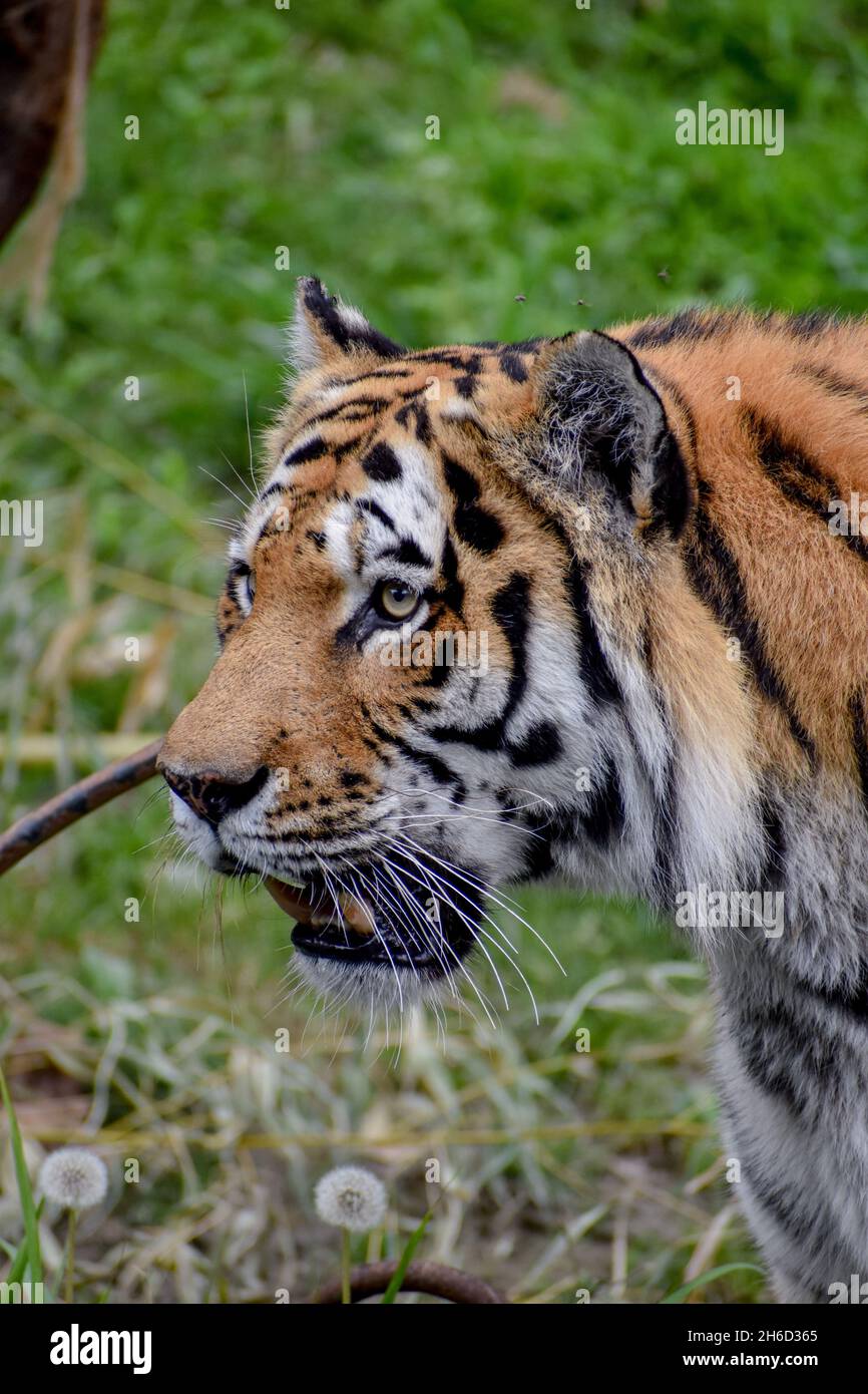 Zoom torino hi-res stock photography and images - Alamy