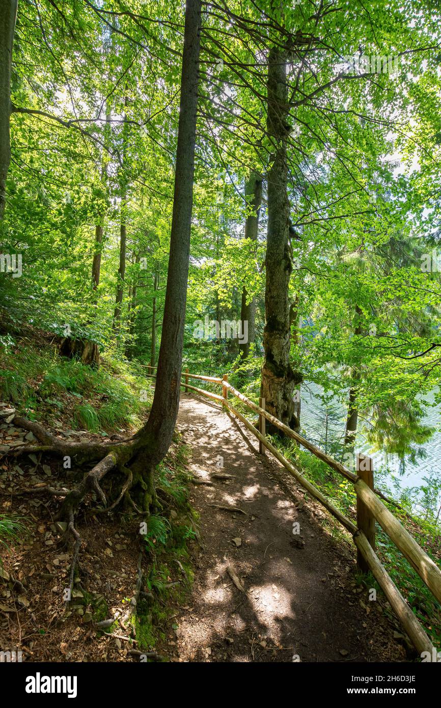 path through park. beautiful nature scenery in summertime. wonderful ...
