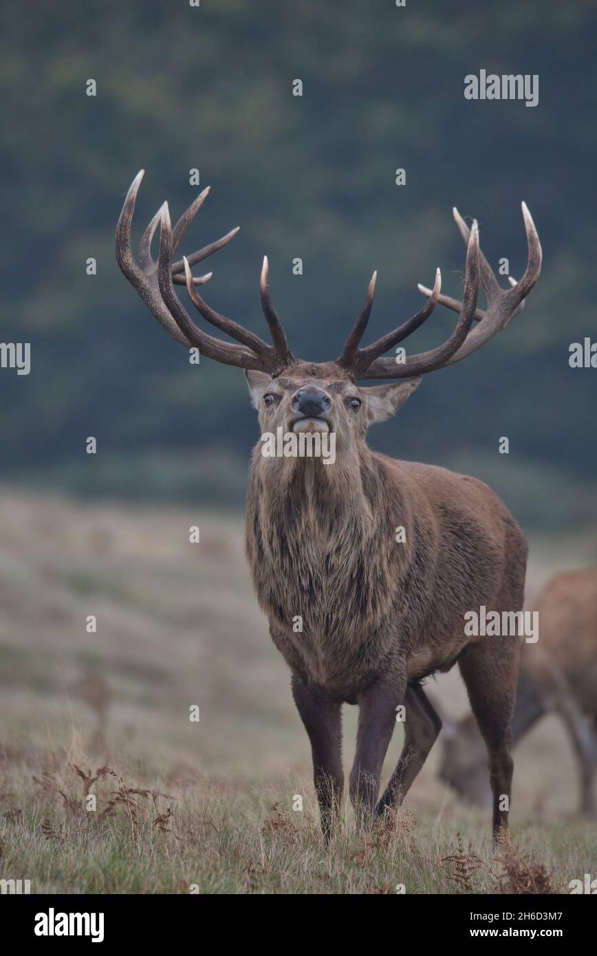 Red deer stag Stock Photo - Alamy