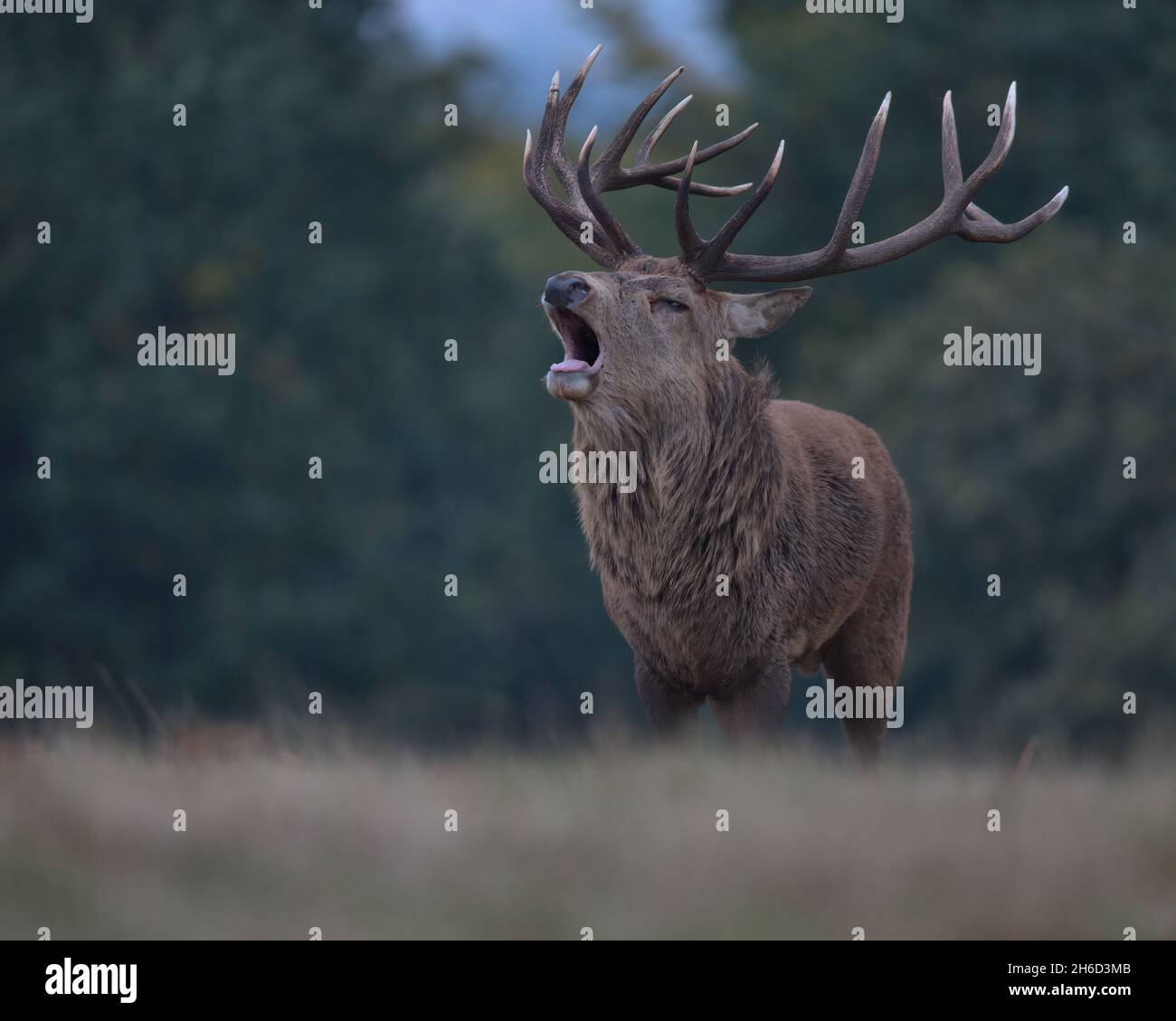 Red deer stag bolling hi-res stock photography and images - Alamy