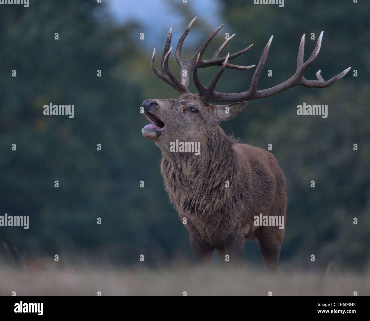 Roaring stag with hi-res stock photography and images - Alamy