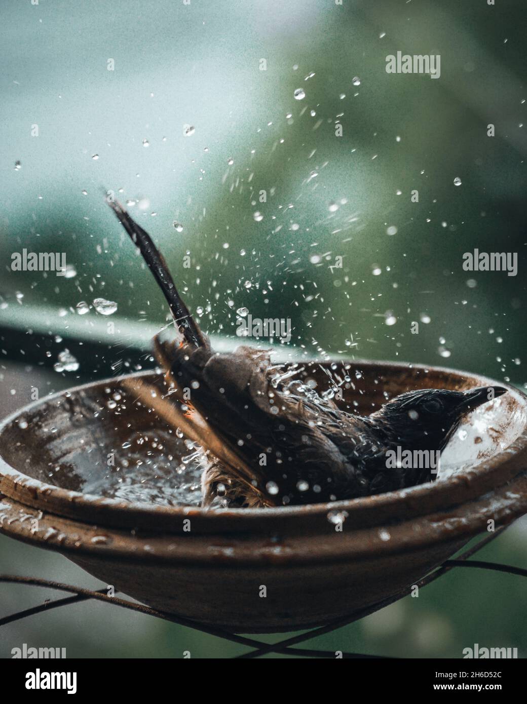 Vertical closeup of the bird taking bath in a small bowl Stock Photo ...