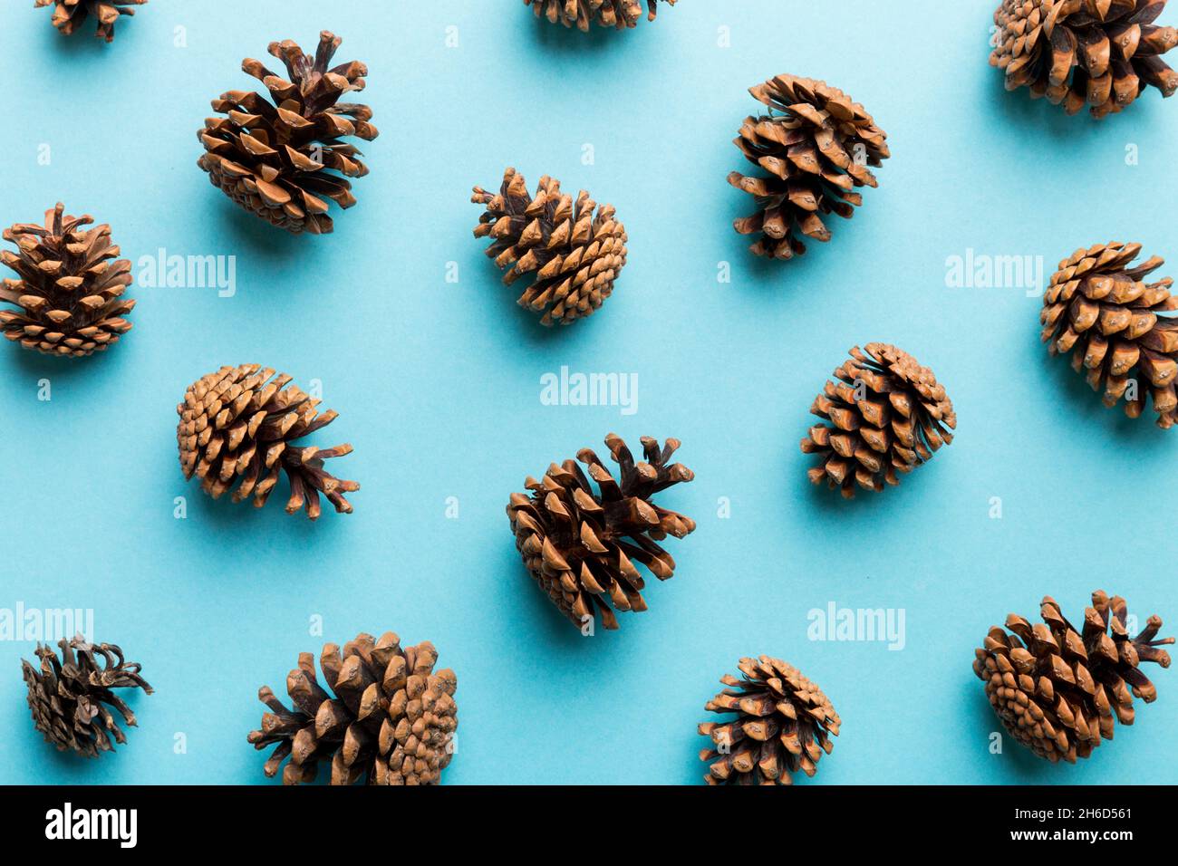 pine cones on colored table. natural holiday background with pinecones ...