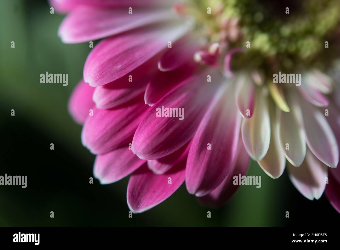 Flower petal close up Stock Photo - Alamy