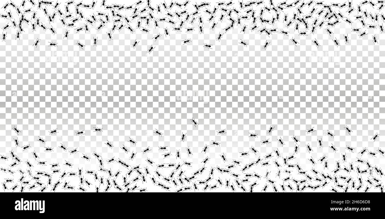 Ant trail background. Ants colony teamwork concept. Insect group ...