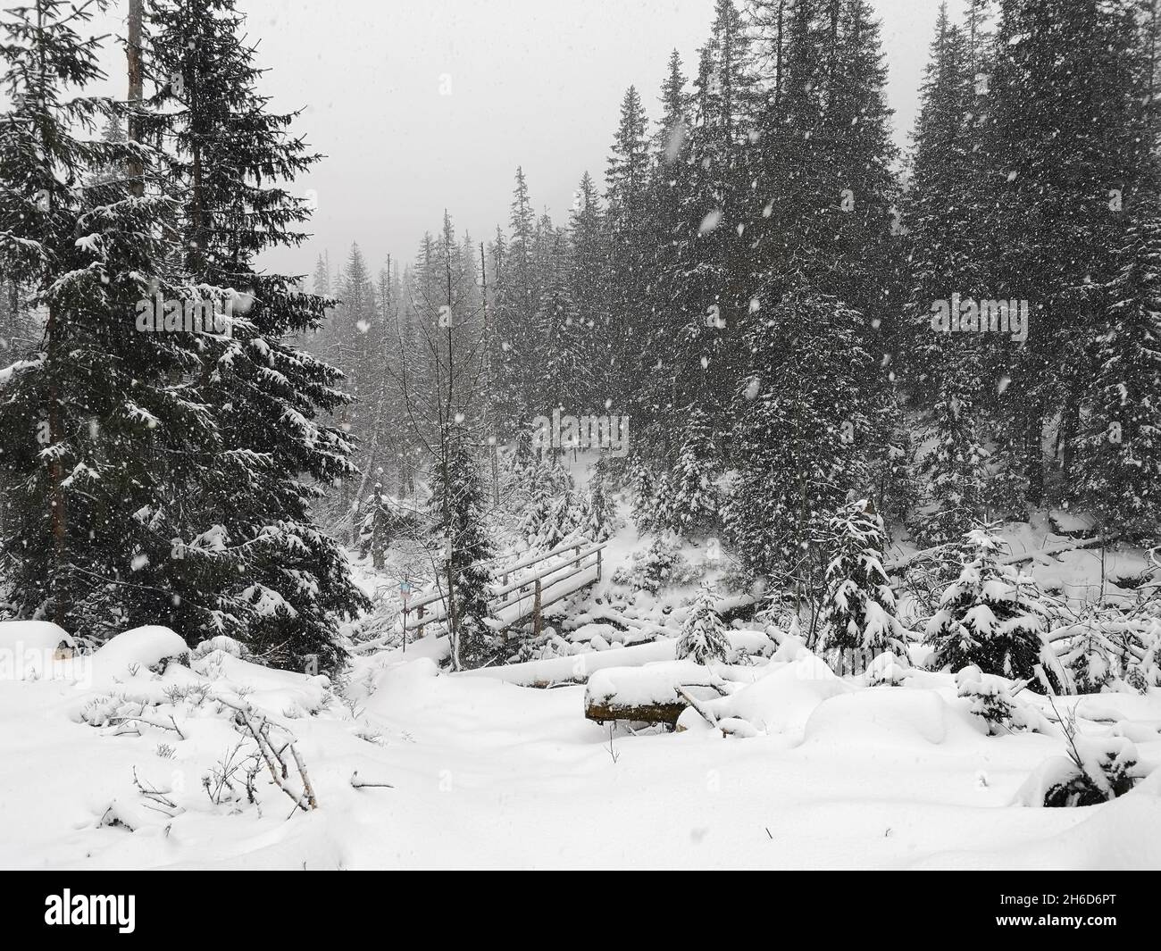 Grayscale shot of the branches of spruce trees covered with fresh snow ...