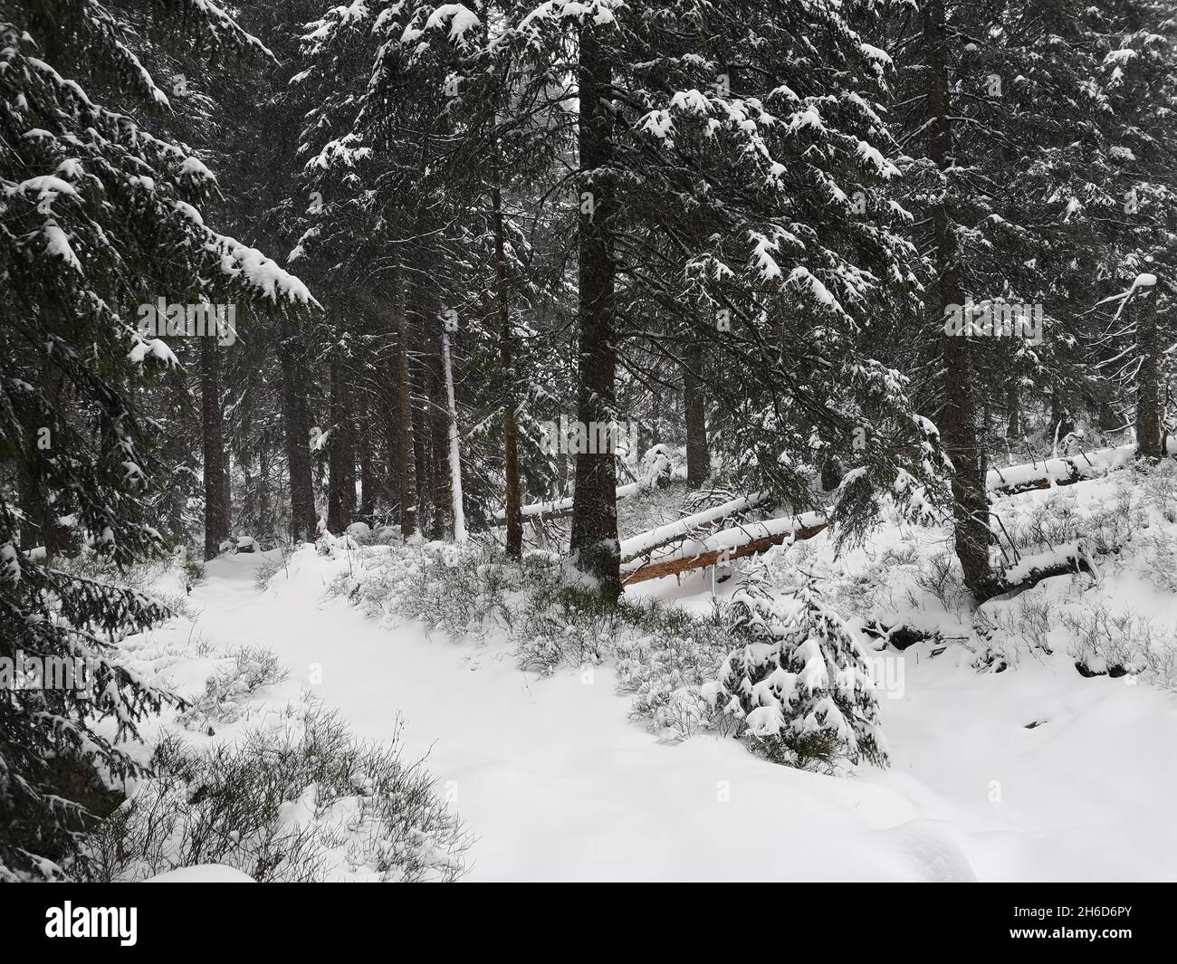 Grayscale shot of the branches of spruce trees covered with fresh snow ...