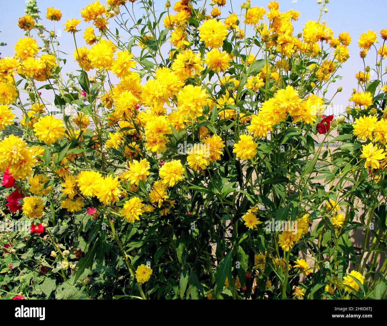 Cutleaf coneflowers hi-res stock photography and images - Alamy