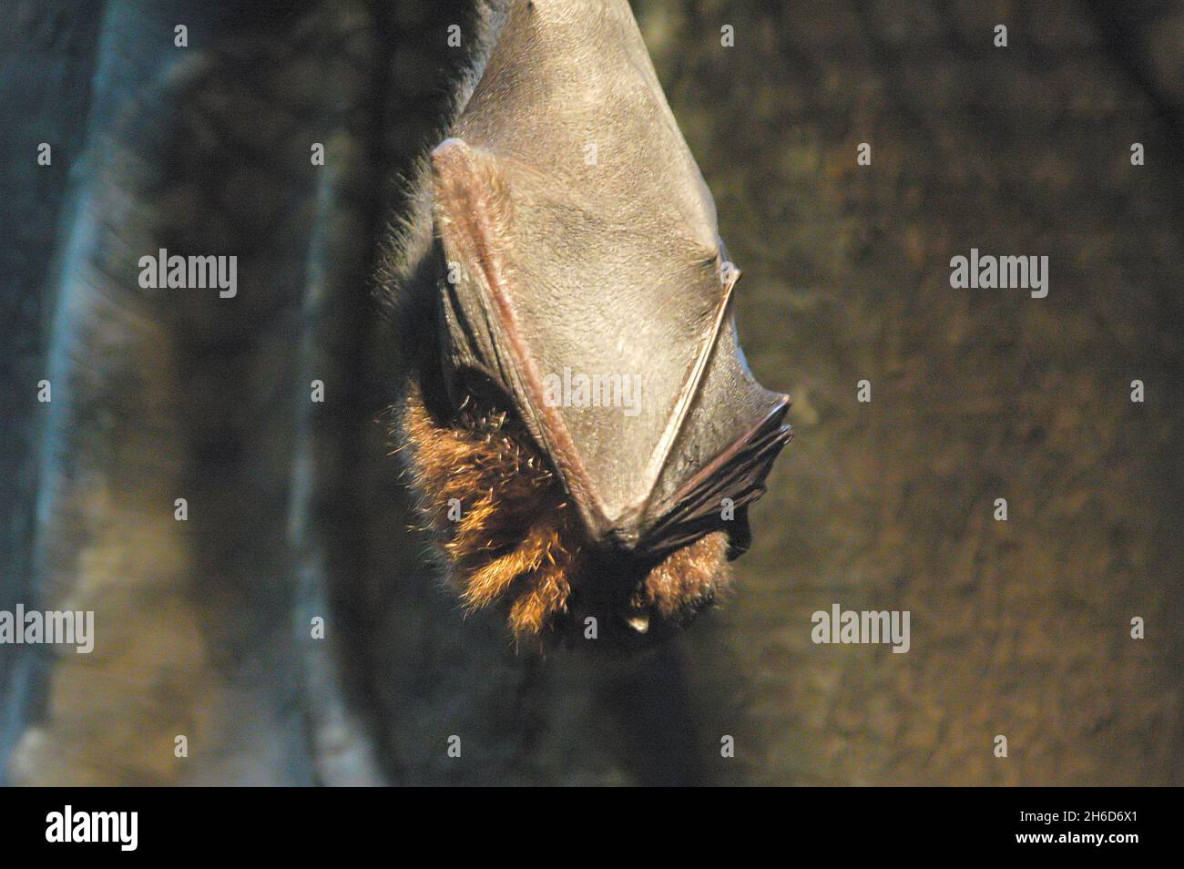 Hanging bat cave hi-res stock photography and images - Alamy