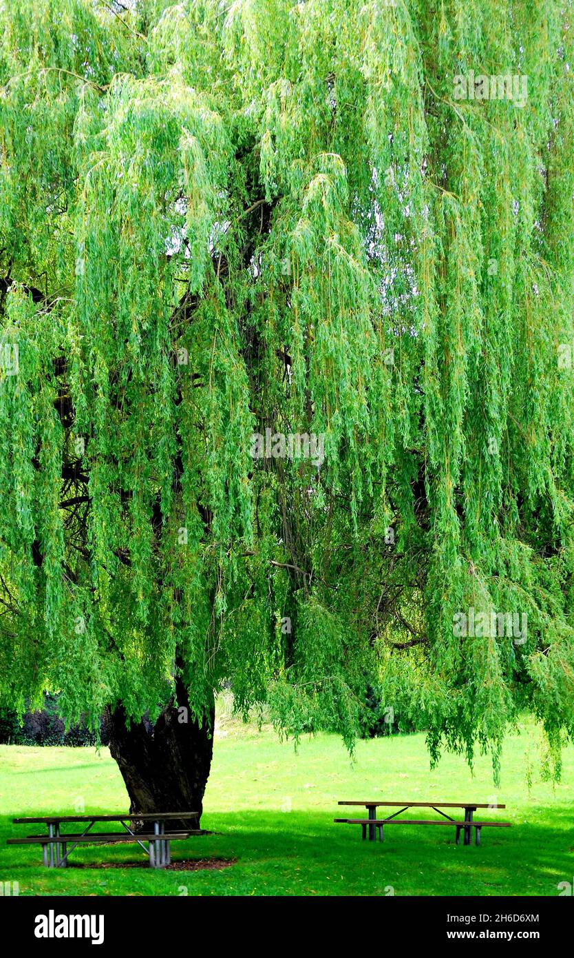 Benches under a big green willow tree in the park Stock Photo - Alamy