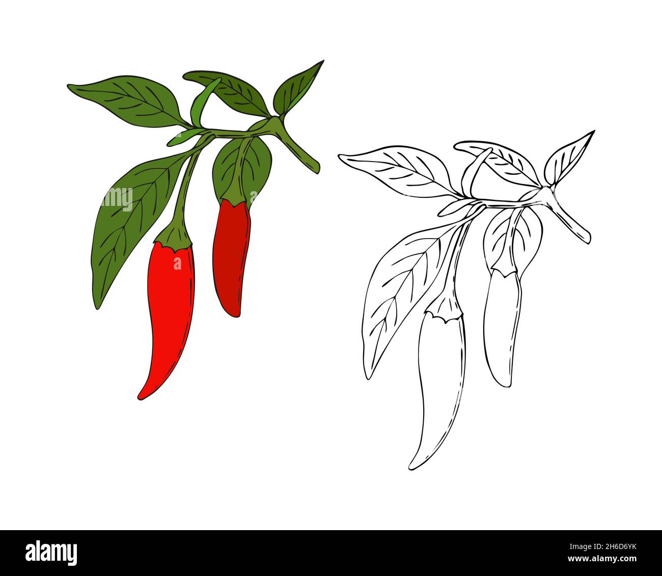 Chili pepper hand drawing doodling style, color and outline. Isolated ...