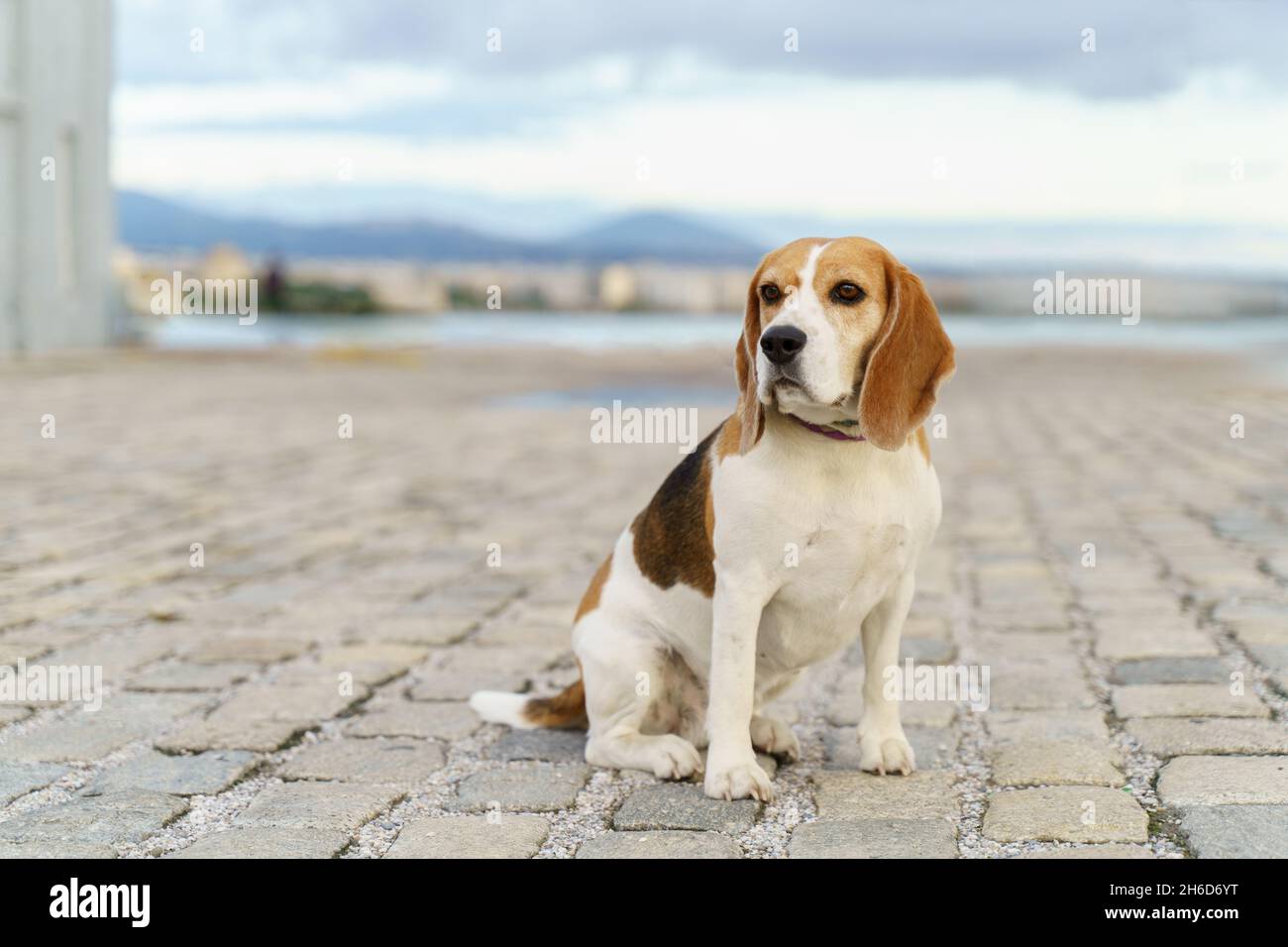 Tree color beagle dog sitting on the stone road seafront Stock Photo ...