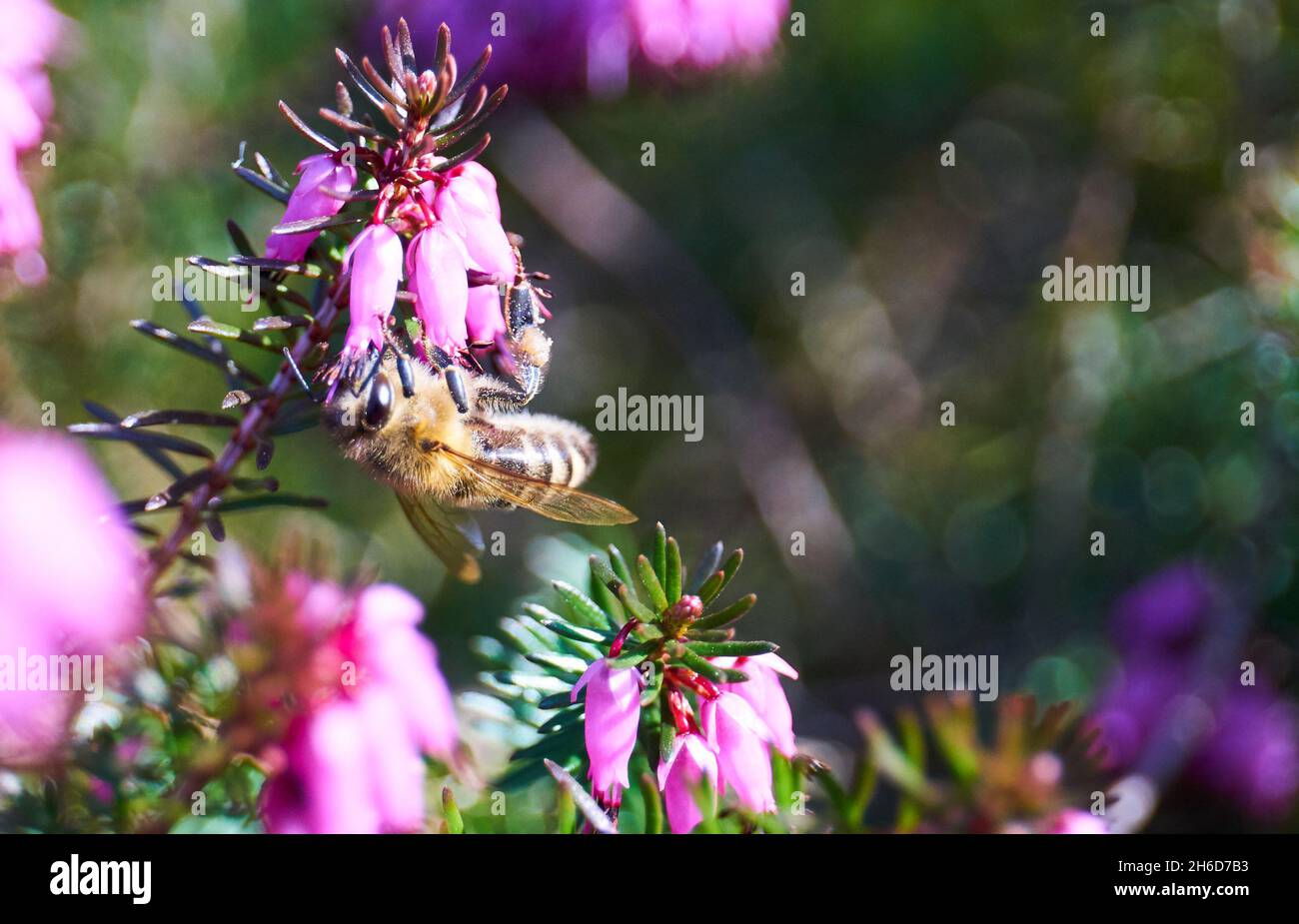 Heather erica carnea bee hi-res stock photography and images - Alamy