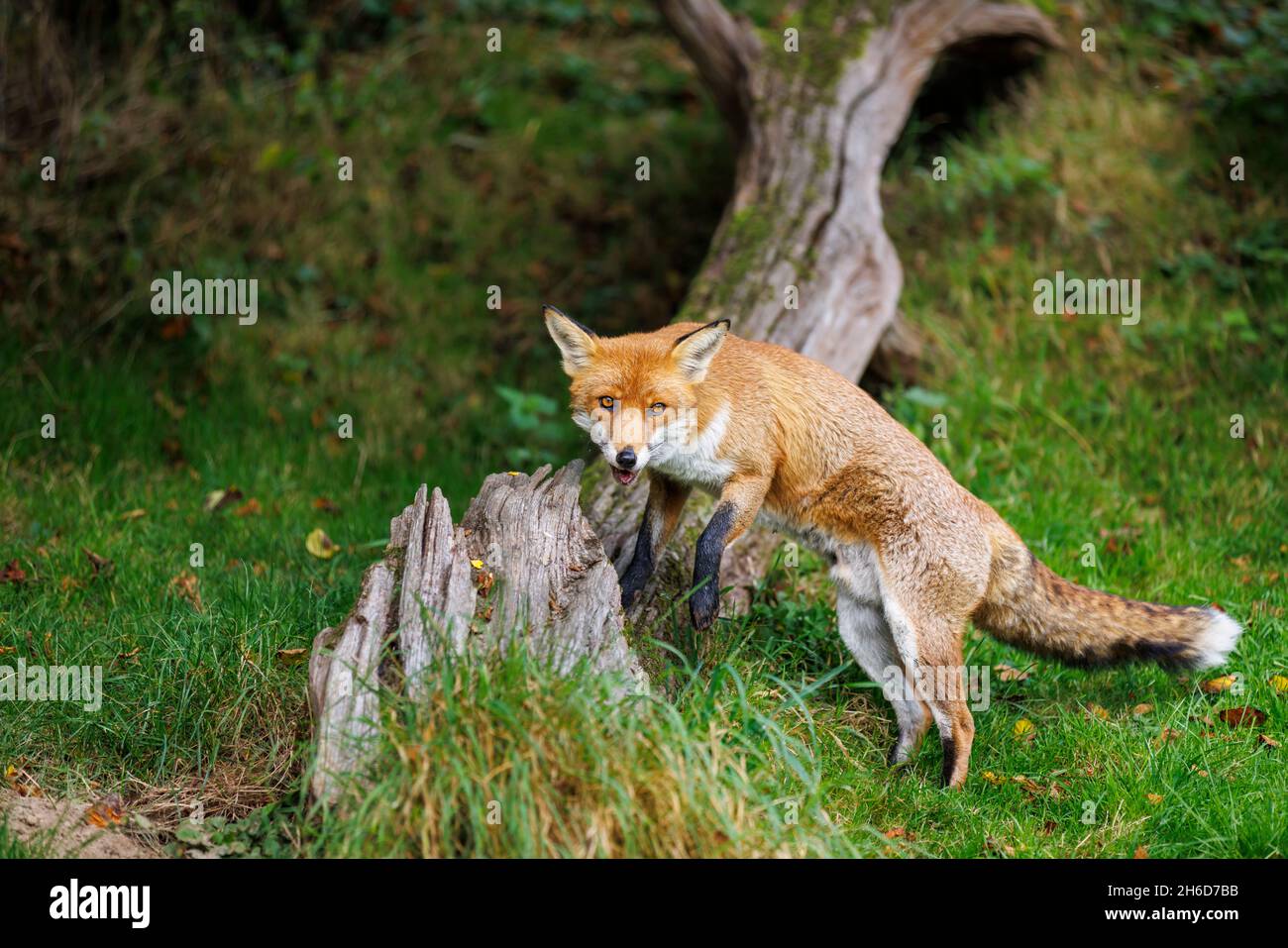 A healthy fox (Vulpes vulpes) with its front paws on a tree stump ...