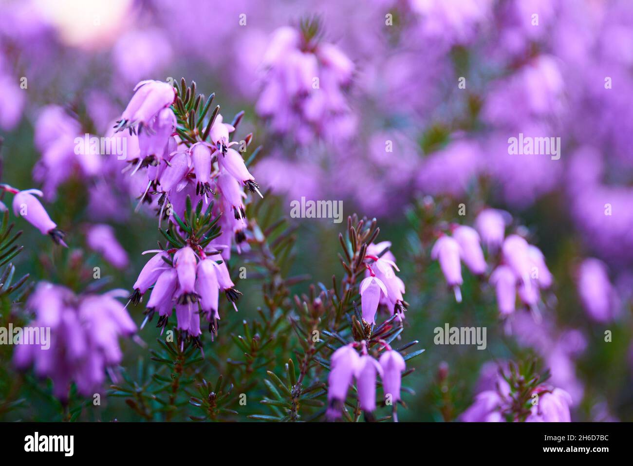 common heather in blossom Stock Photo - Alamy