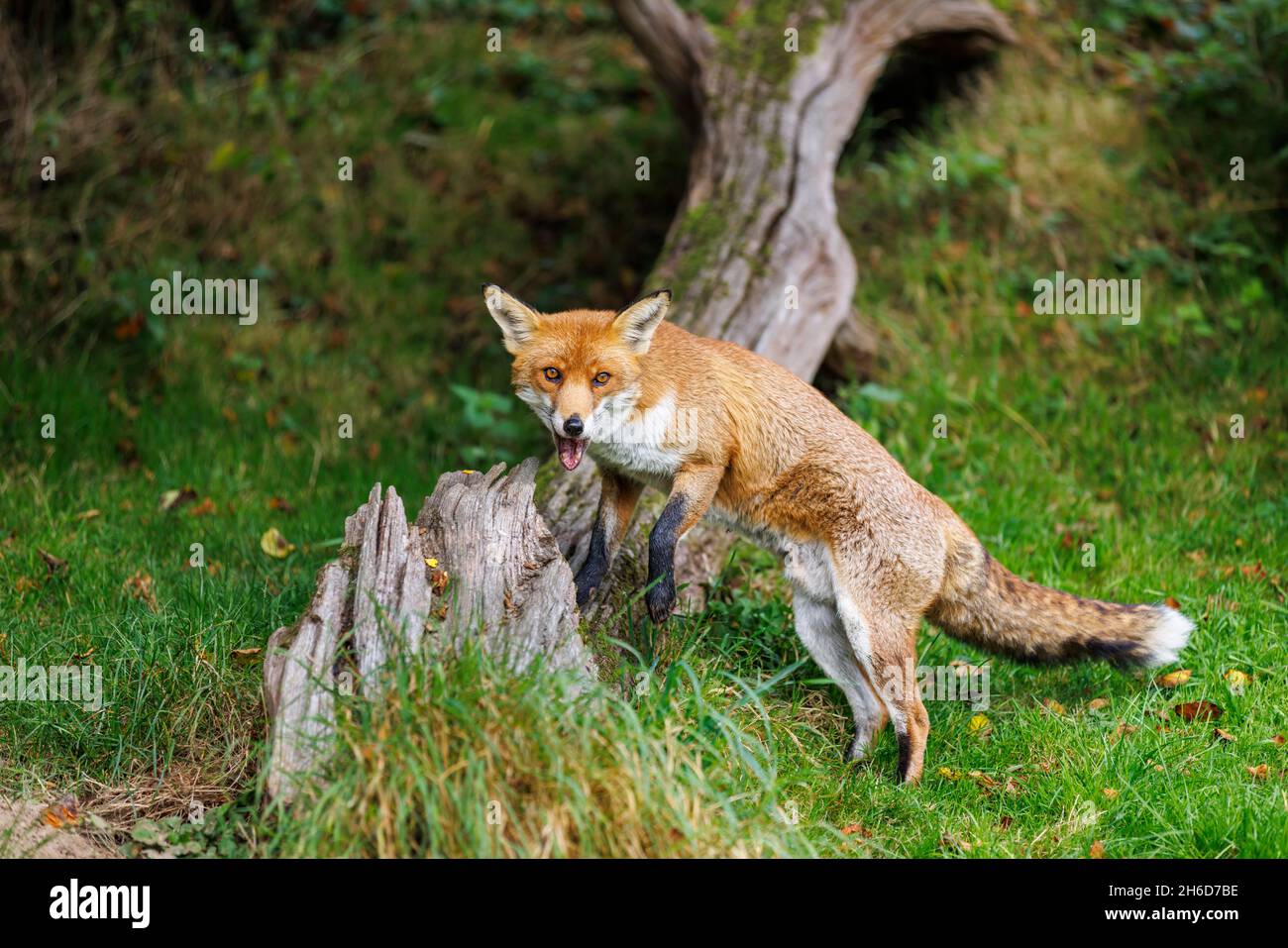 A healthy fox (Vulpes vulpes) with its front paws on a tree stump ...