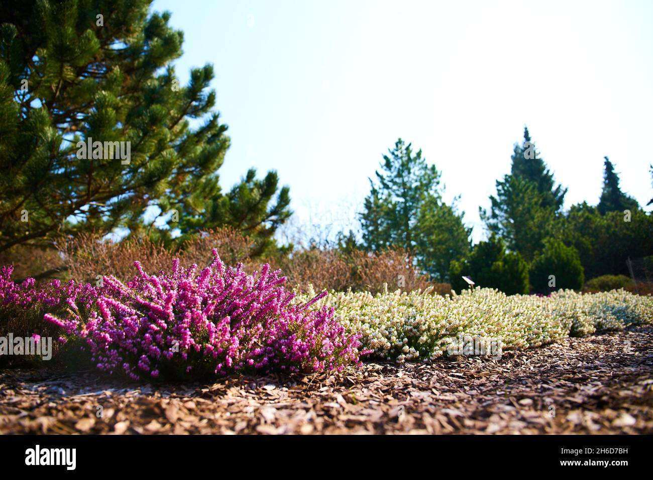 common heather in blossom Stock Photo - Alamy