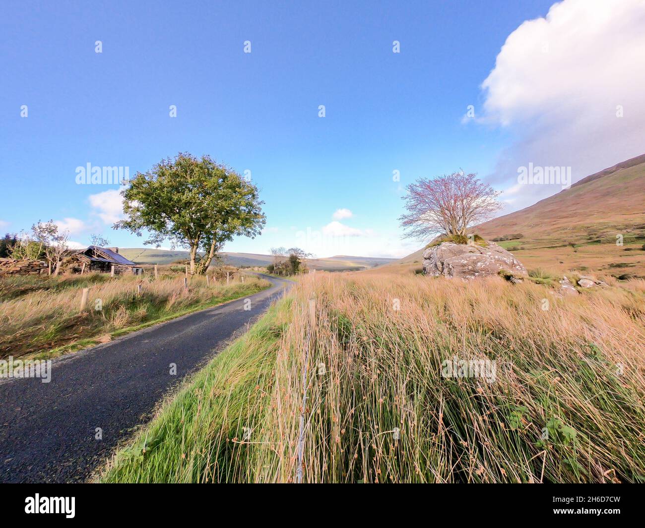 Trees next to single track road growing through a stone in County ...